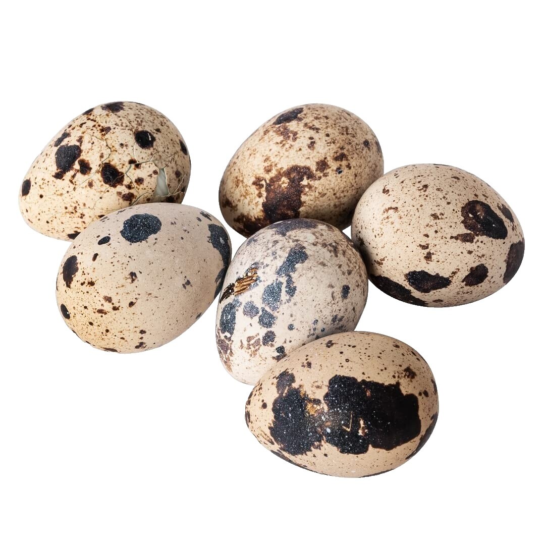 Eggs Fertile | eBay Australia