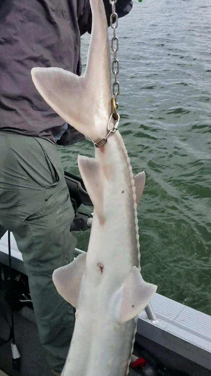 Fish Tailer - Used to secure a large fish caught on rod and reel by the ...