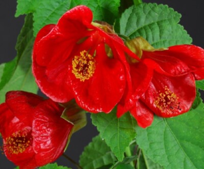 ABUTILON 'LUCKY LANTERN RED' x1 young plant No WA Tas NT CHINESE ...