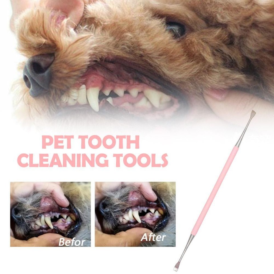 Dental Tooth Cleaning Tool, Plaque Tartar Calculus Remover for Dogs ...