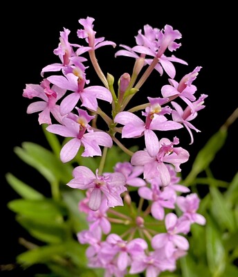 Epidendrum ~Dwarf Clumping Crucifix Orchid 🌸MINI SOFT PINK 🌸 1 KEIKI ...