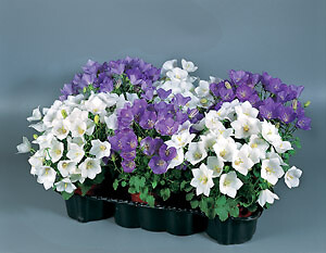 Campanula carpatica Clips Mix 500 seeds | eBay