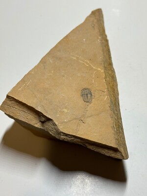 CEDARIA MINOR TRILOBITE FOSSIL ON MATRIX | eBay Australia