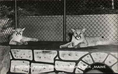 Brunswick Maine ME Simpson's Animal Park Zoo Cougars RPPC Vintage ...