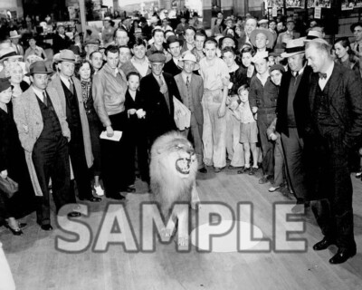 8x10 photo Jackie, the MGM Pictures logo lion #3 | eBay