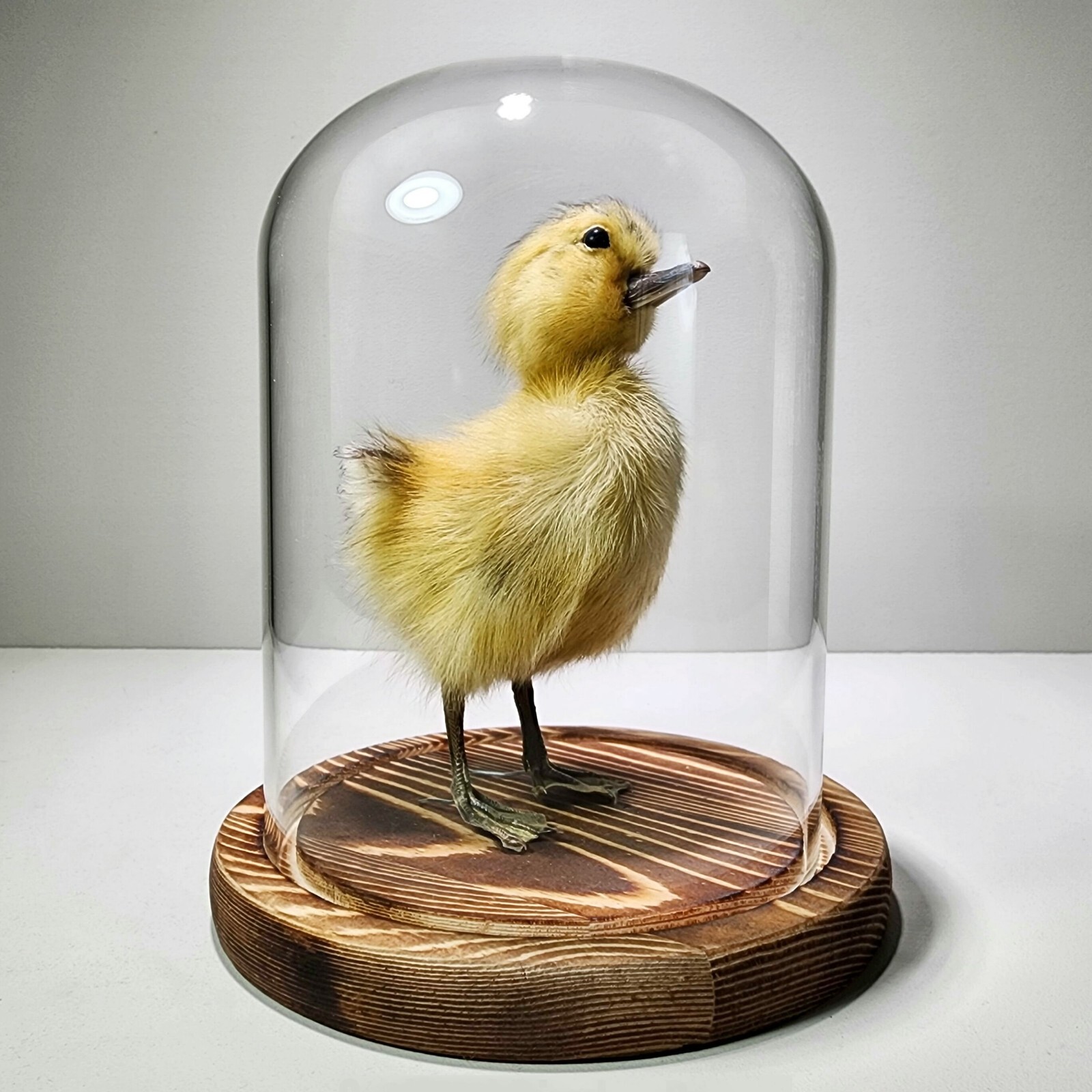 Glass Display Dome, Glass and Wood Cloche, Oddities Display Case | eBay