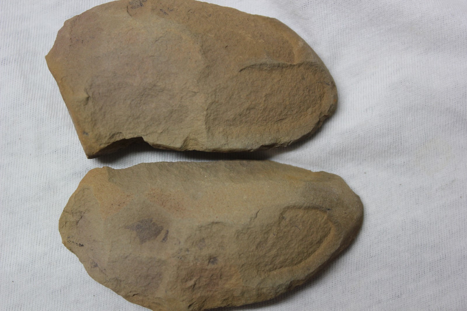 Mazon Creek Fossil Plant Cyperites sp. Lot #A41 | eBay
