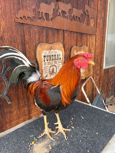 6+ PURE SWEATER CHICKEN HATCHING EGGS GAME FOWL | eBay