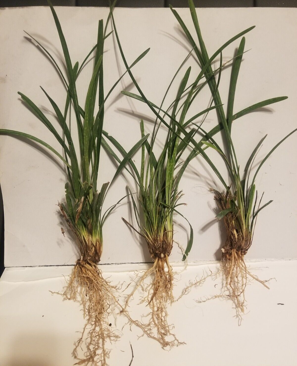 Variegated Monkey Grass As Borders Border Monkey Grass Plants (3