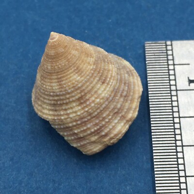 #26 Calliostoma tampaensis 20.1mm Pompano Hump, Gullivan Bay Florida ...