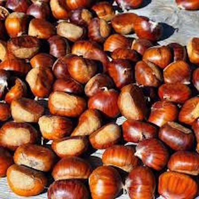 10 Dunstan Chestnut Seeds Hybrid Cold Stratified Chestnut Tree | eBay