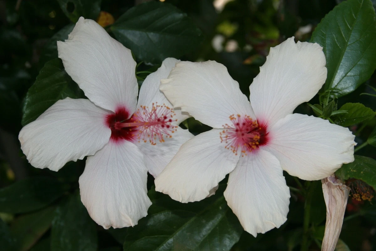 White Hibiscus Tree