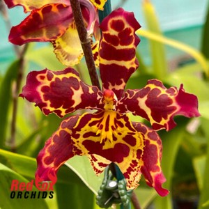 redfoxorchids | eBay Australia Stores