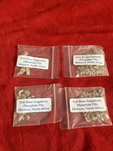 Fish Bone Fragments From The Phosphate Pits Of Morocco, North Africa 4 ...