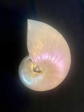 Nautilus Shells for sale | eBay