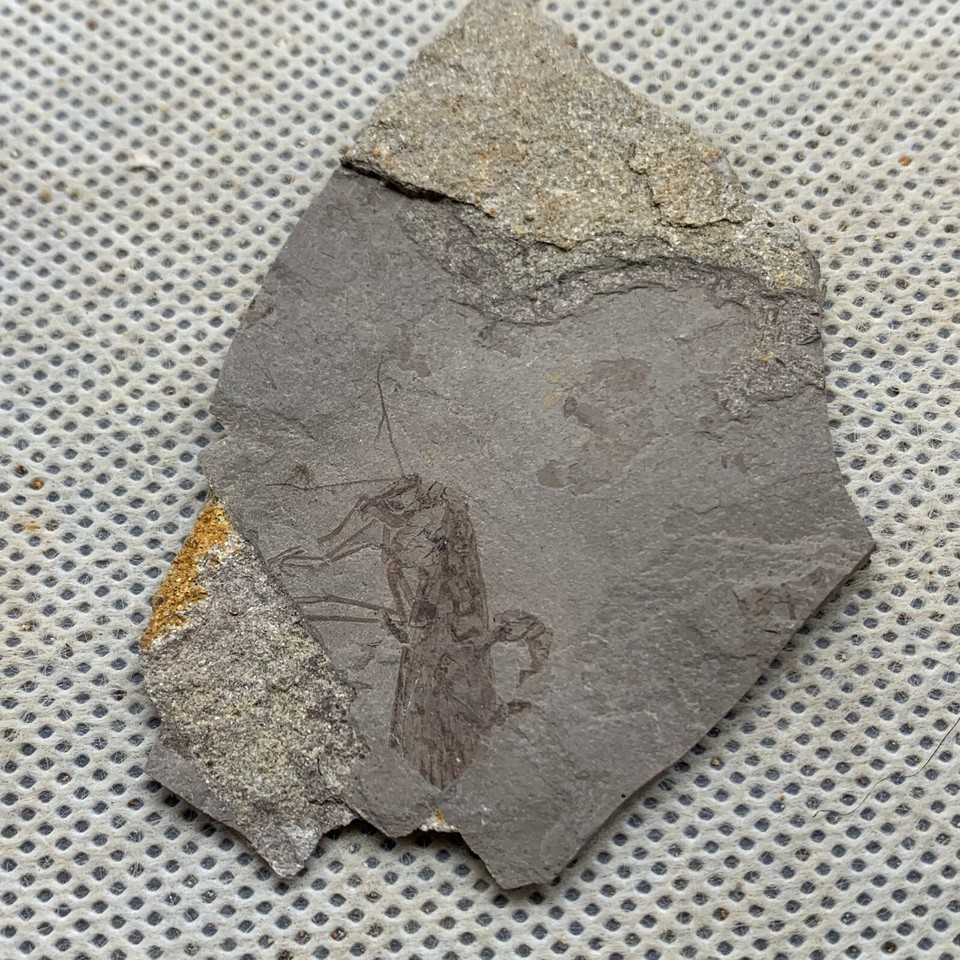 Exquisite insect fossils from the Jurassic Daohugou period | eBay