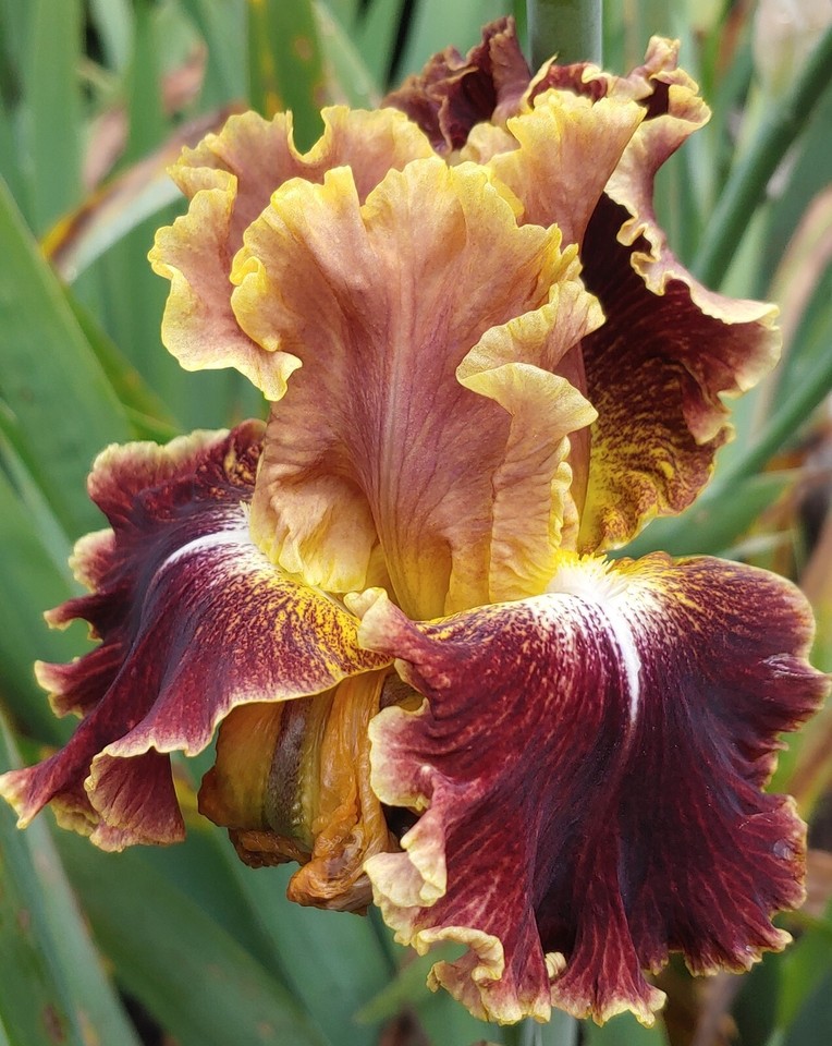 'Volcanic Glow' TB Iris Rhizome PRE-SALE to Ship July, August and Sept 25 | eBay