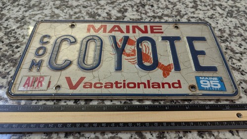 VINTAGE COYOTE COMMERCIAL MAINE LOBSTER LICENSE PLATE | eBay