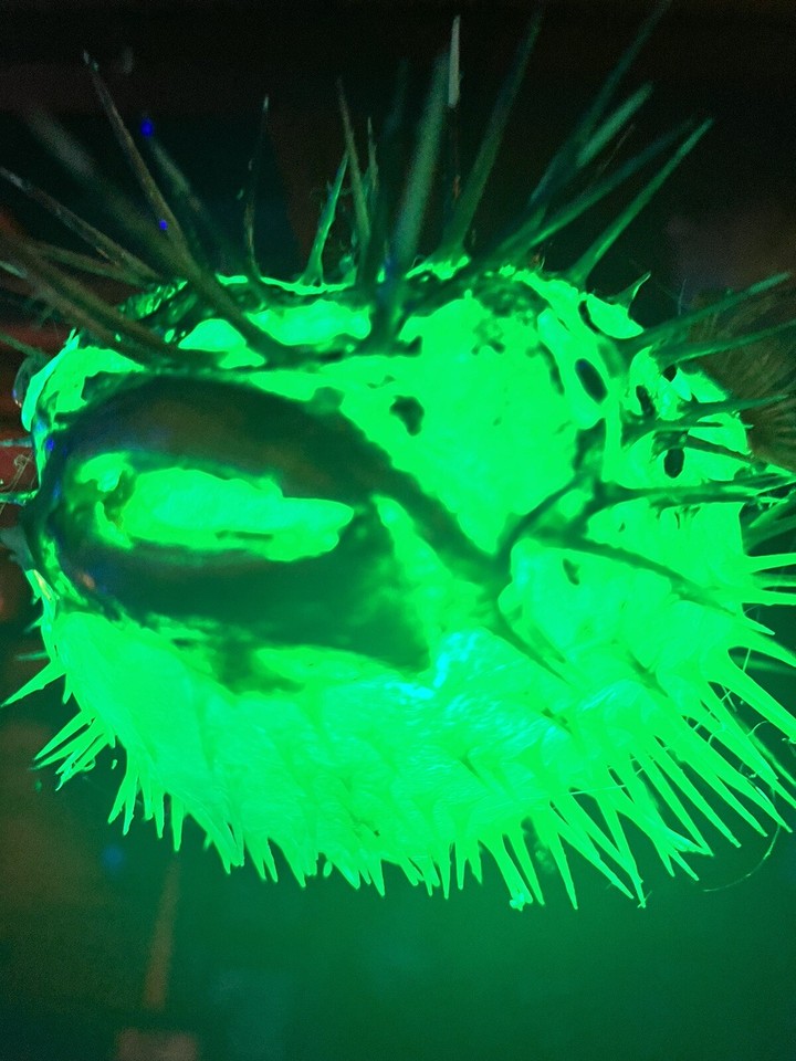 NEW 10” Puffer Fish Lamp w/green LED Tiki bar Smokin Tikis | eBay