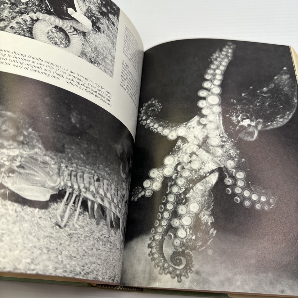 The Erotic Ocean Jack Rudloe 1971 HC Vintage Handbook for Beachcombers ...