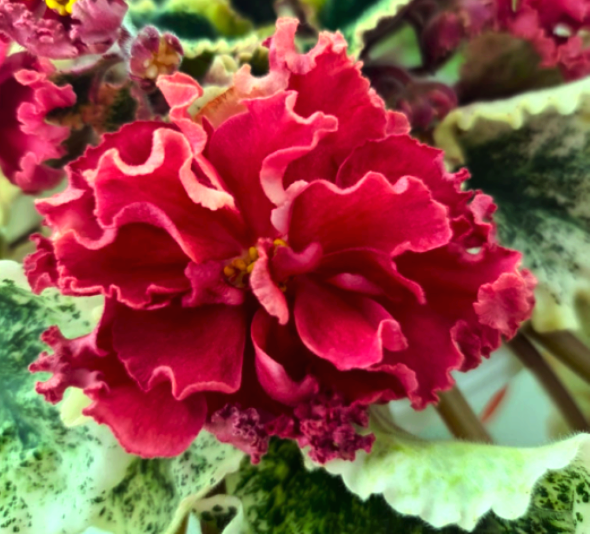 African Violet LEAVES ~ EK-KRASNAYA SALAMANDRA 'Red Salamander ...