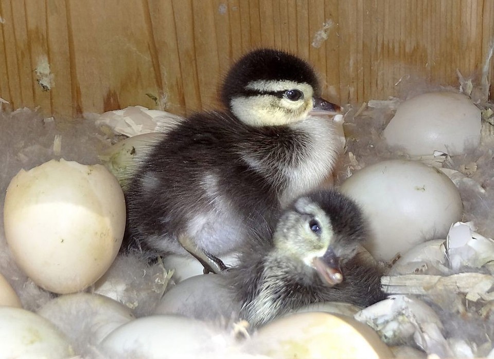 1 Regular SPLIT TO WHITE SINGLES Exotic Mandarin Duck Hatching Eggs ...