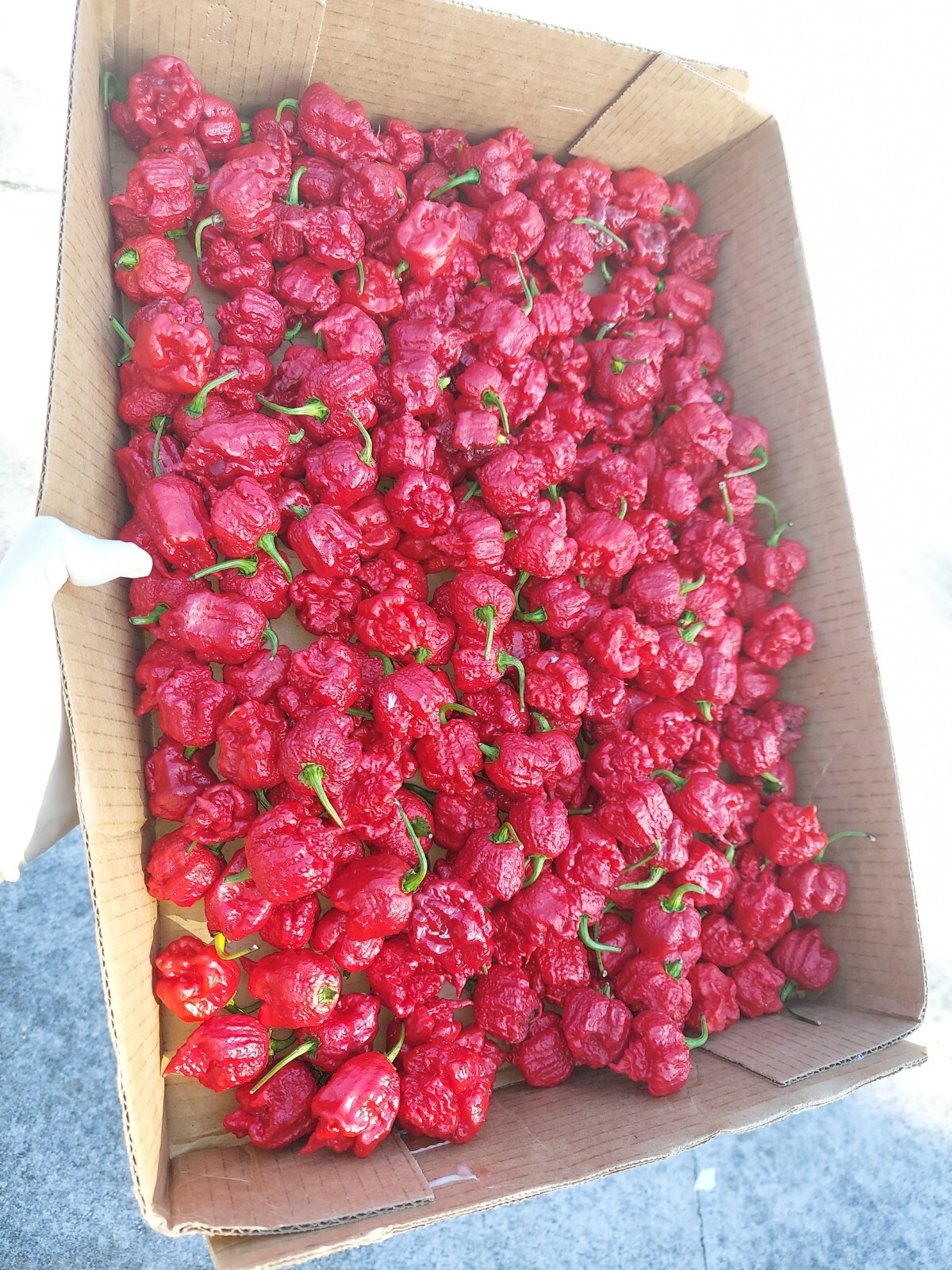 20 Carolina Reaper seeds - World Record Holder - SUPER-HOT | eBay