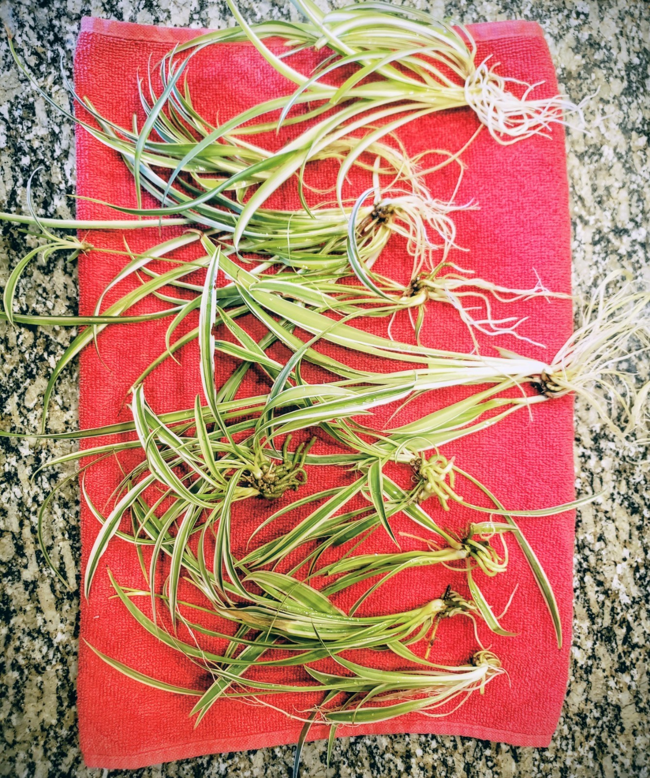 Spider Plant Babies (Ten) | eBay