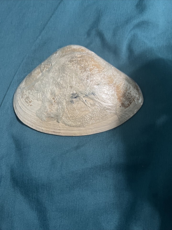 Clam Shell Hand painted Dolphin | eBay