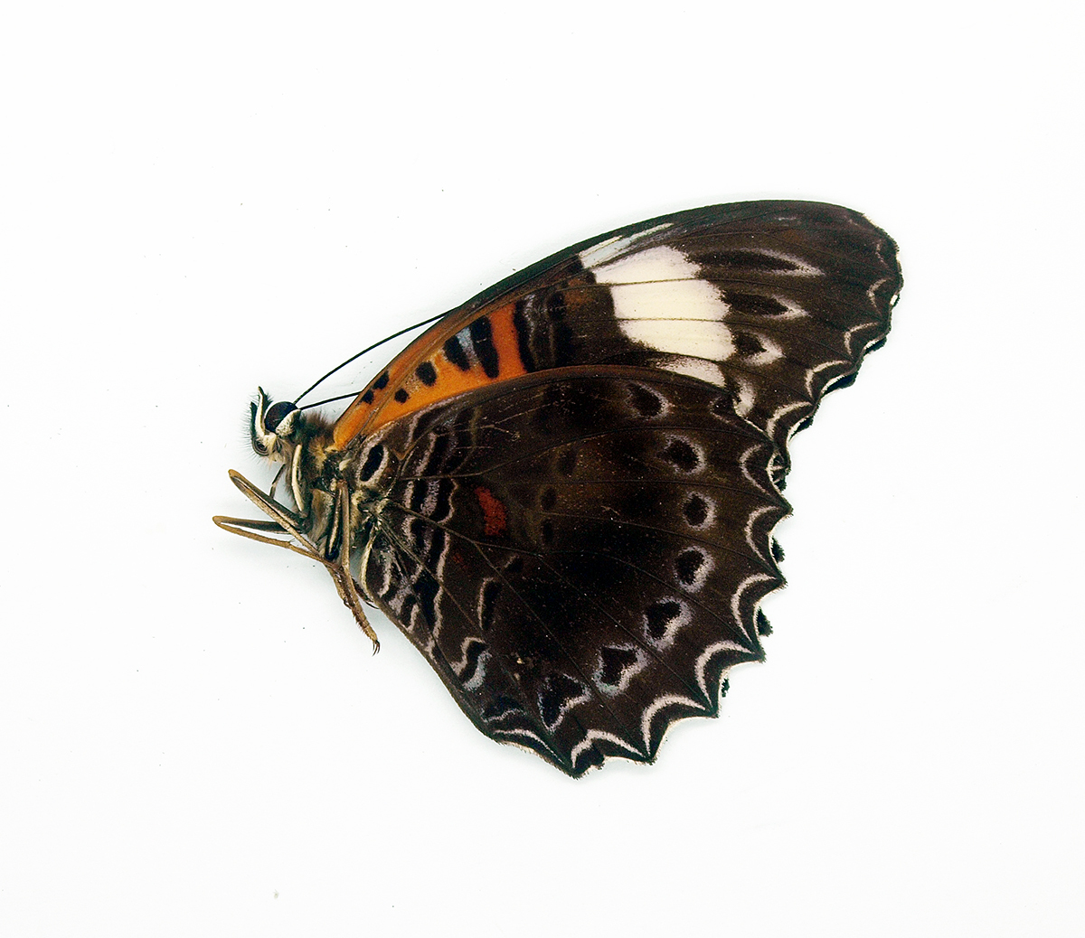 Butterfly - Nymphalidae - Cethosia chrysippe claudilla (m) - Timika ...