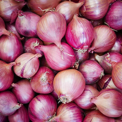 Red Creole Onion Seeds 200+ Spicy Short Day Cajun Vegetable USA FREE ...