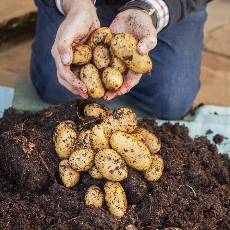 Vitax Organic Potato Feed Plant Fertiliser Vegetable Root Onion Food 4 ...