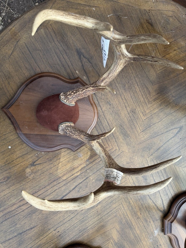 Deer Antler Wall Mount Shed Antler, No Deer Killed | eBay