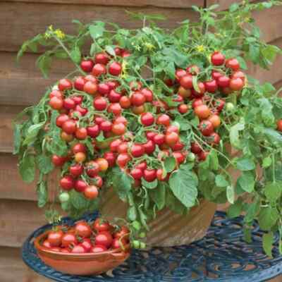50 Seeds Red Robin Tomato Tomatoe Vegetable Garden Edible Canning | eBay