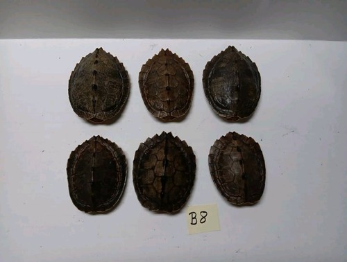 (6) 3 1/2" - 4" Map Turtle Shells Native American Craft Taxidermy ...