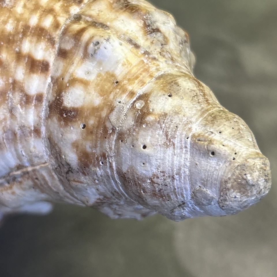 Large Triton Trumpet Seashell charonia Tritonis conch shell 30cm | eBay UK