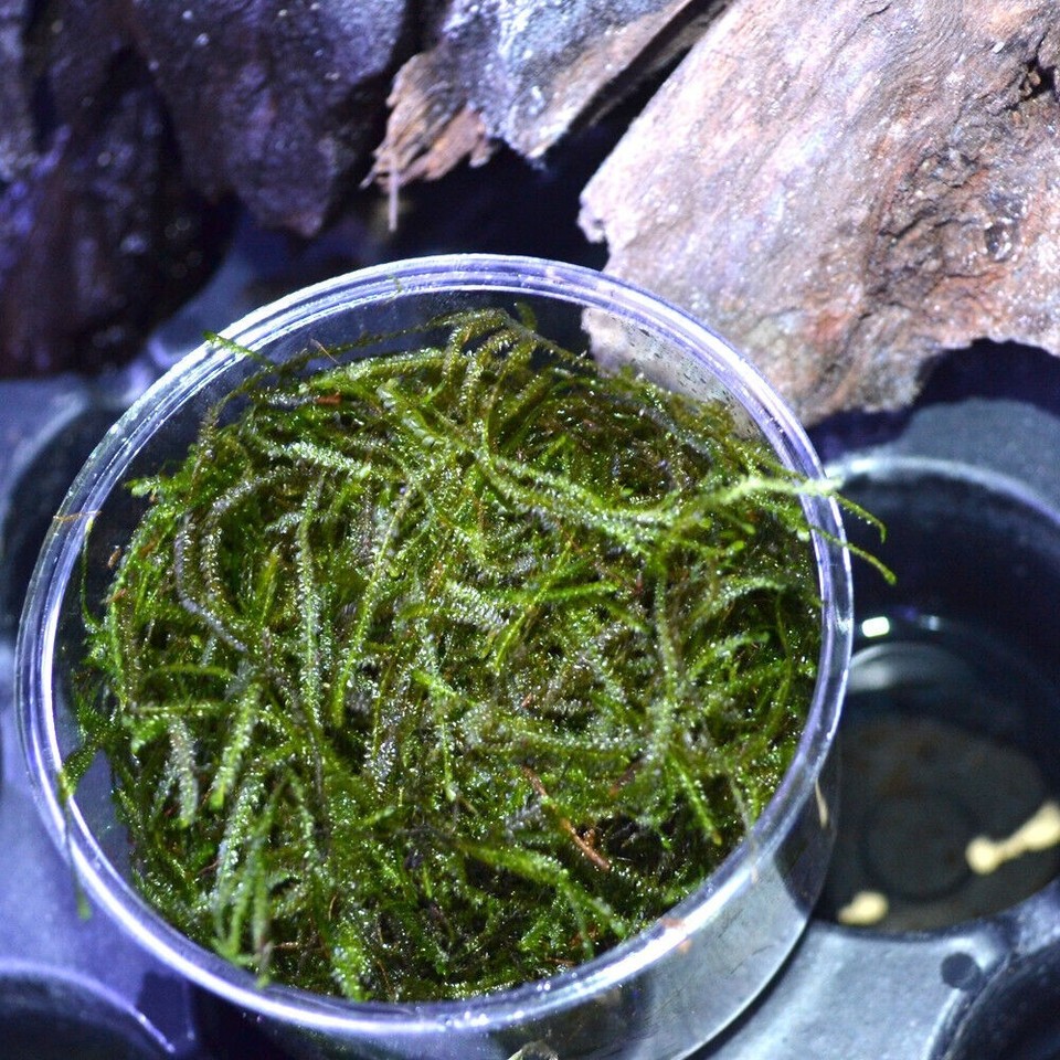 Buy 2 get 1 free Java Moss Live Aquarium Plant 2 OZ CUPsss FREESHIP AD ...