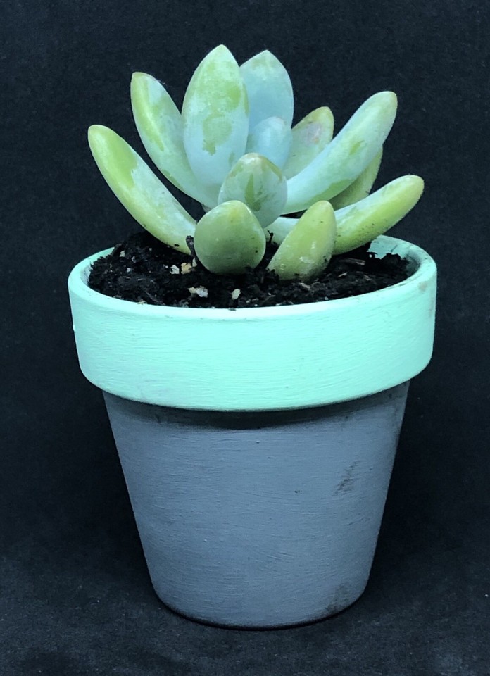 What Up, Succa Succulent Planter w/ Succulent Plant, Punny Planter Pot ...