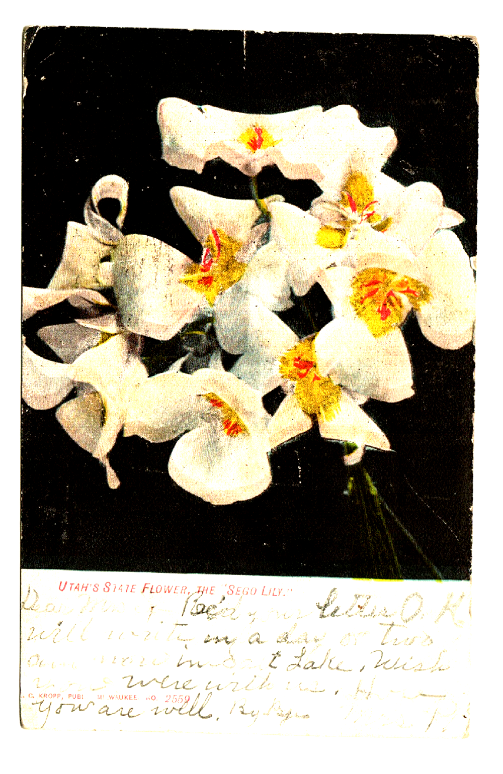 UTAH STATE FLOWER - THE SEGO LILY VINTAGE POSTCARD - STAMP 1907 | eBay