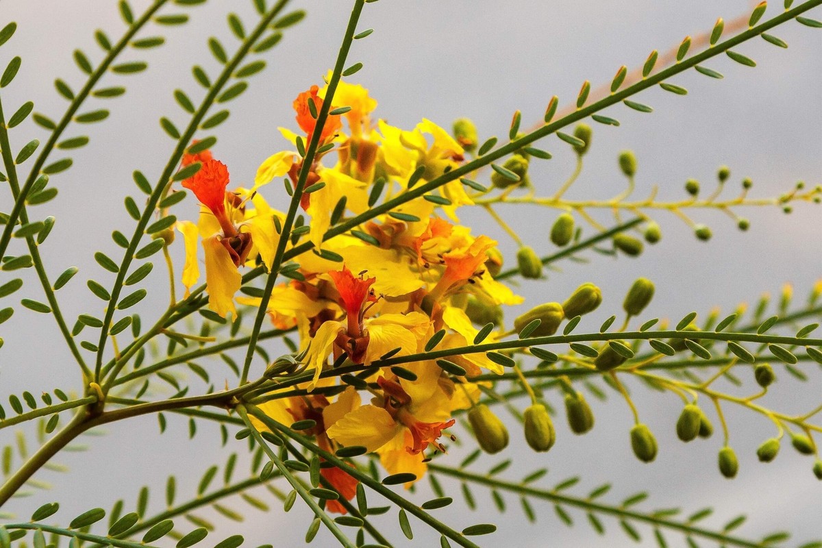 Parkinsonia Texas Retama Tree (Parkinsonia Aculeata) In Bloom,