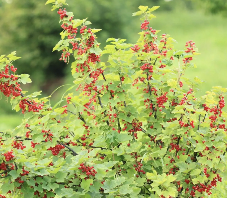 Red Currant Plant (Red Lake) - 1 L, Ready To Plant - Zone 3-8 ...