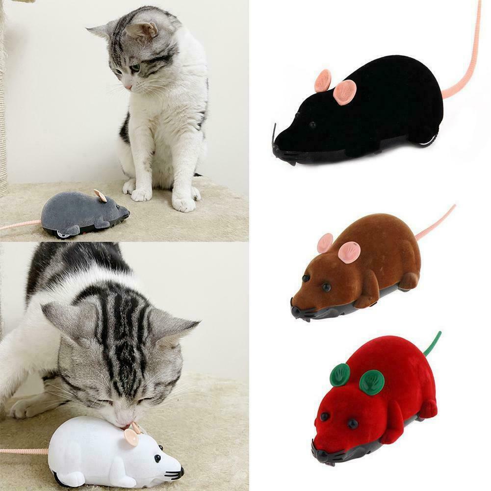 Catdog Rat Memes Anyone Remember The Guy Who Wandered SF With The "rat