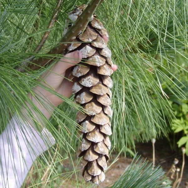 White Pine Fruit