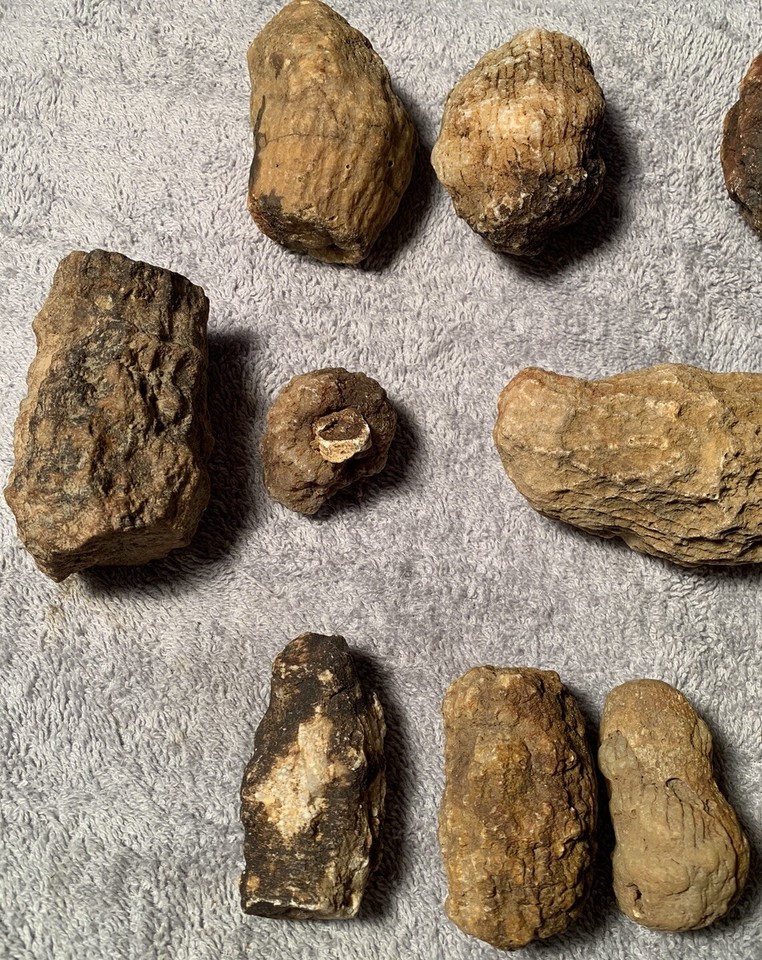 Fossilized Indiana Geode Quartz Crystal Agate crinoid Stem Lot | eBay