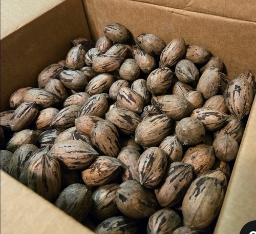 Hurry!Price Drop!Pecans In Shell ~2025 Tennessee Paper Shell Pecans 6 ...