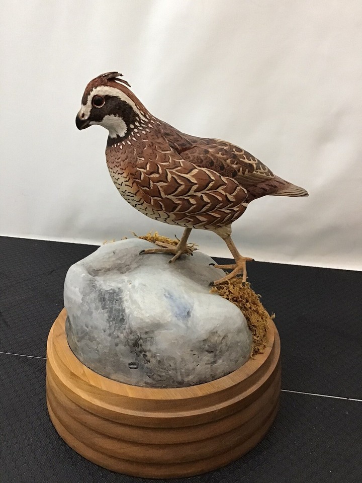 Vintage 1989 Wood Carved Bob White Quail Signed Robert Franta Duck ...