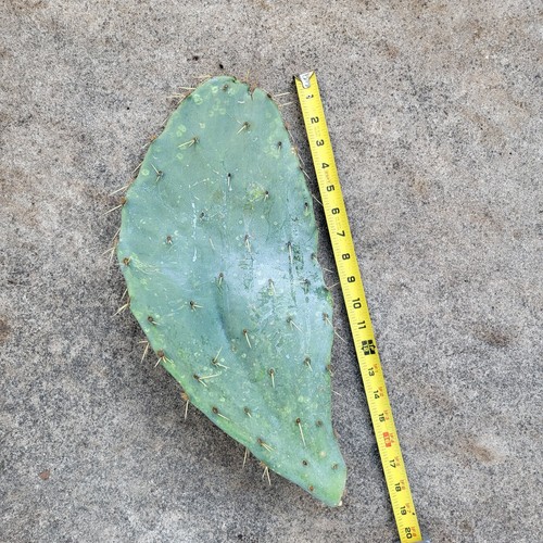One 17" PRICKLY PEAR CACTUS - OPUNTIA 'FRUIT PUNCH' VAR ALTA Bright Red ...