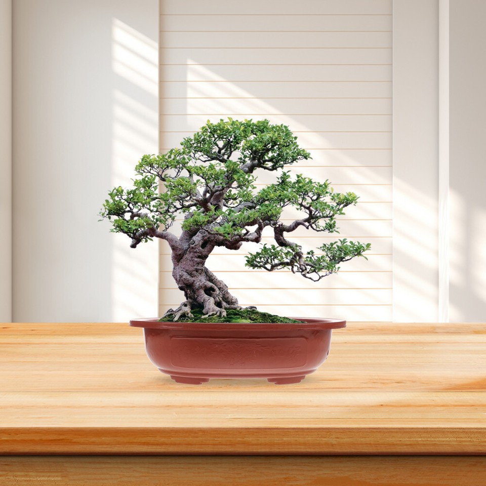 4 Pcs Large Bonsai Pot Training Pots Plastic Flower Household | eBay