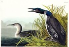 Audubon's LOONs (2) (Arctic Diver & Red-Throated) 15x12 | eBay