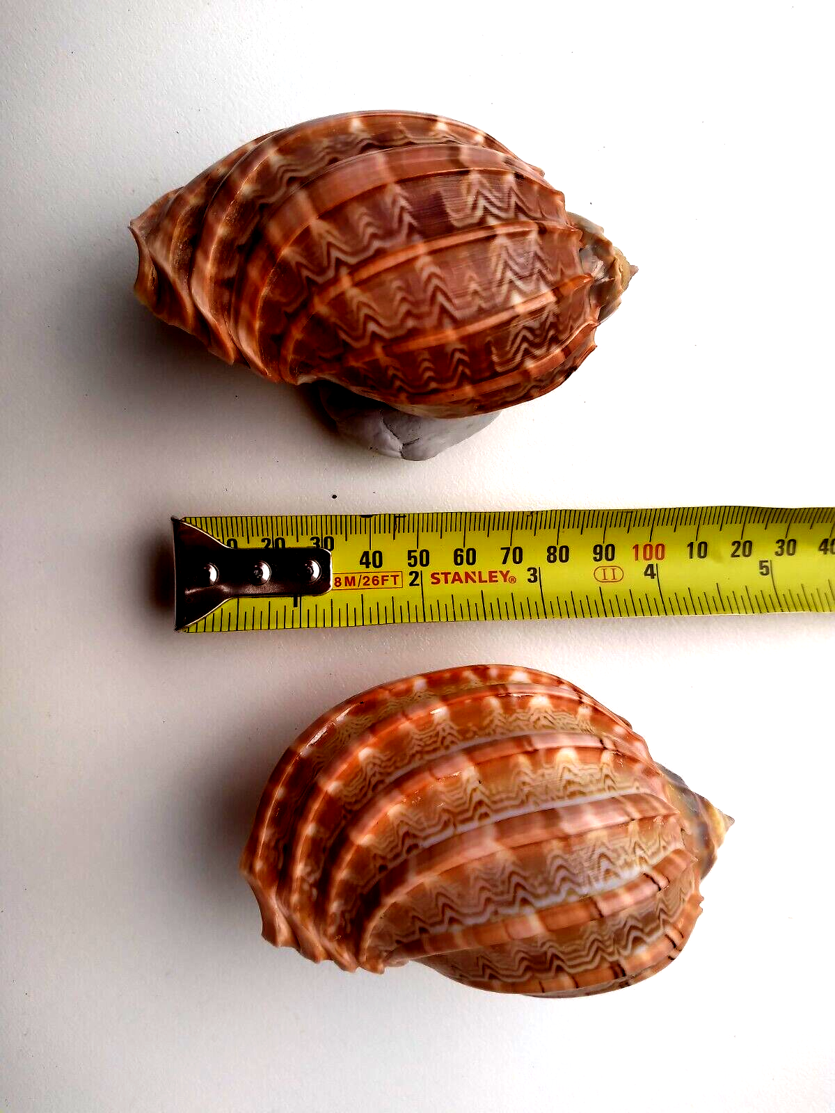 HARPIDAE HARPER CABRITI DAVIDOS MADEGASCAR AND CEBU | eBay